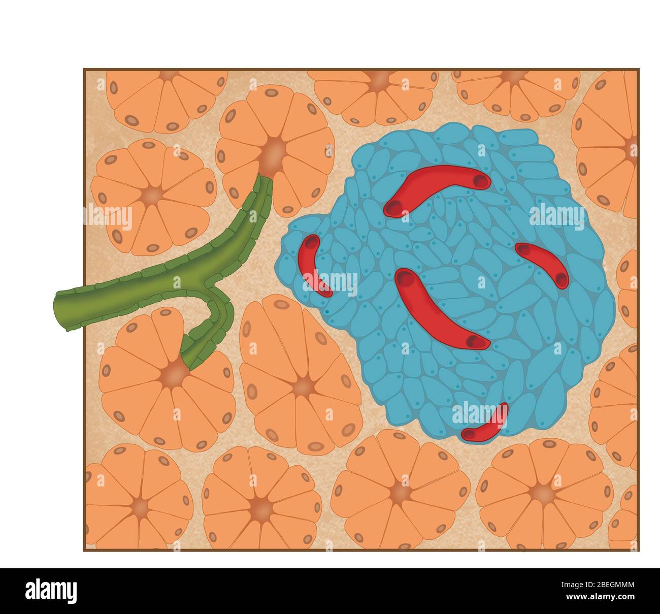 Nucleus anatomy hi-res stock photography and images - Alamy