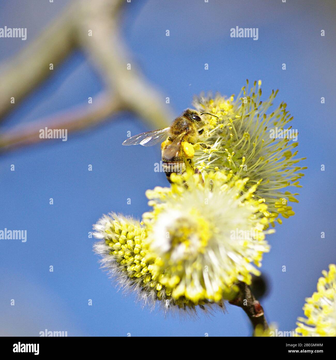 Close up of honey bee collecting nectar close to soft bloom Stock Photo ...