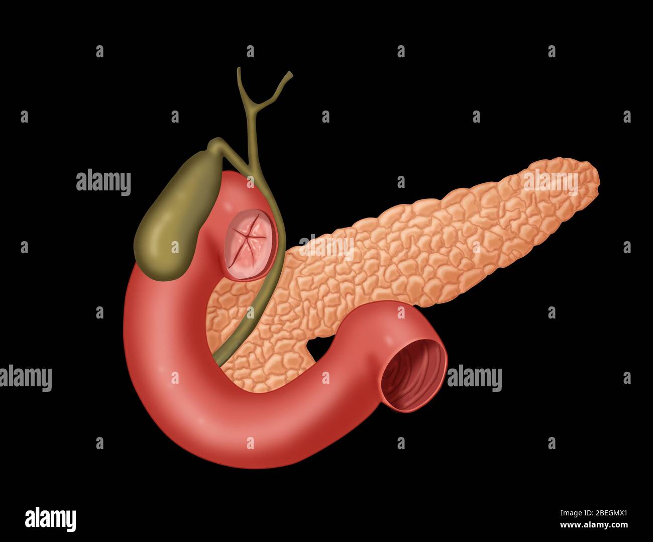 Anatomy of Biliary System Stock Photo - Alamy