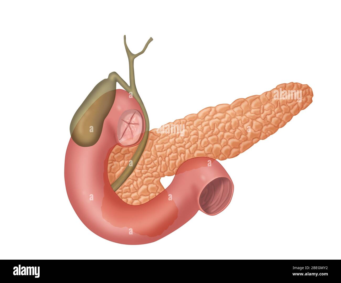 Anatomy of Biliary System Stock Photo - Alamy