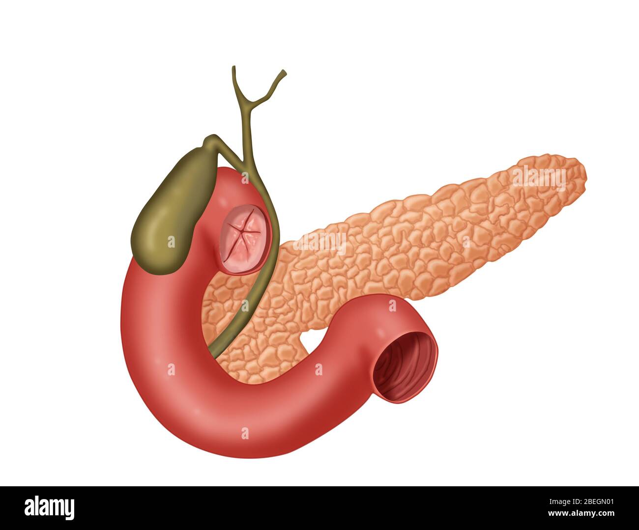 Anatomy of Biliary System Stock Photo - Alamy