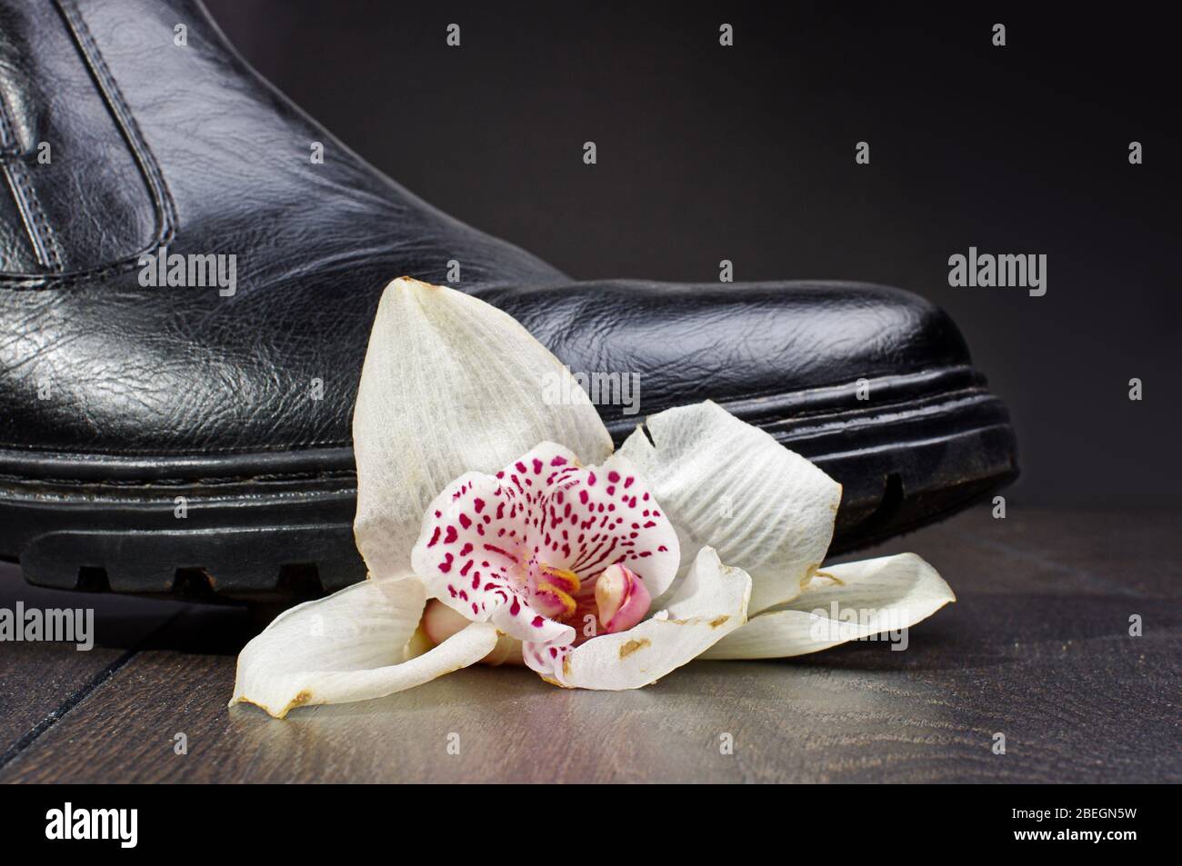 Orchid flowers crashed by black leather male shoe Stock Photo - Alamy