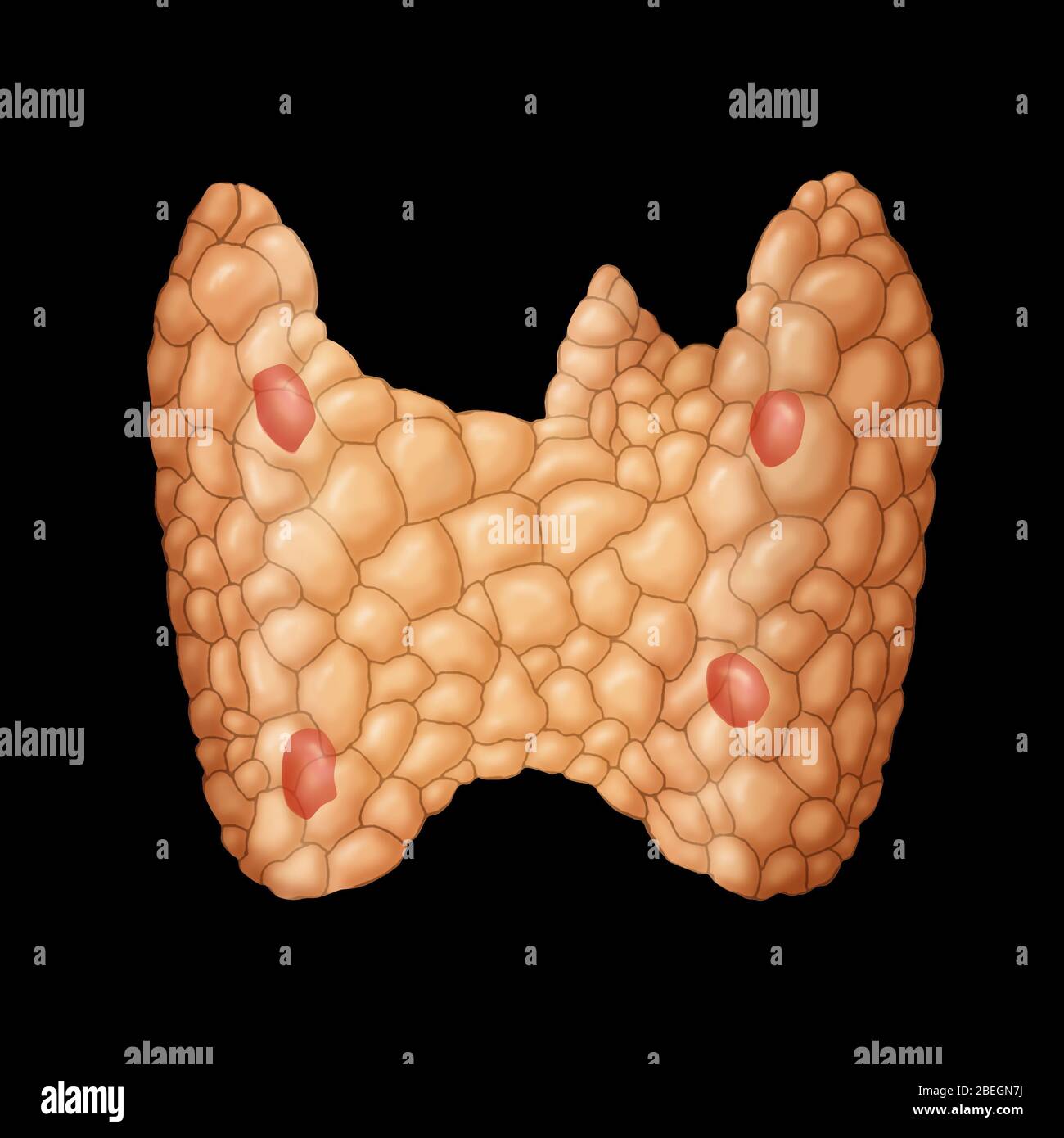 Inferior parathyroid glands hi-res stock photography and images - Alamy