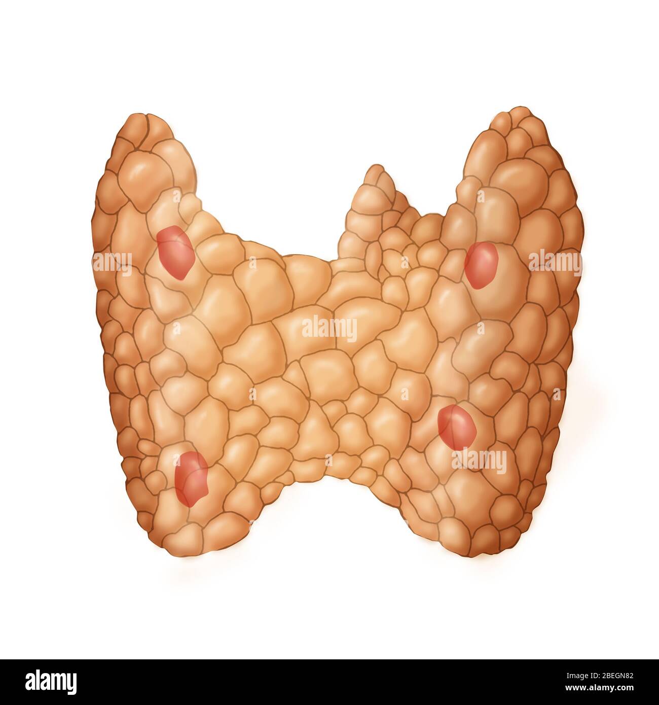 Parotid gland hi-res stock photography and images - Alamy