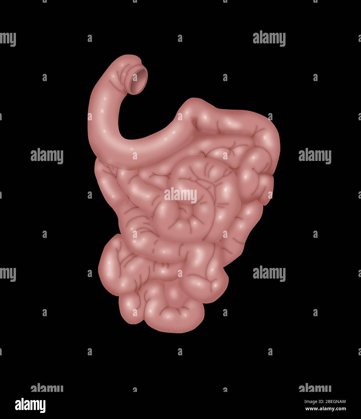 Human intestines hi-res stock photography and images - Alamy