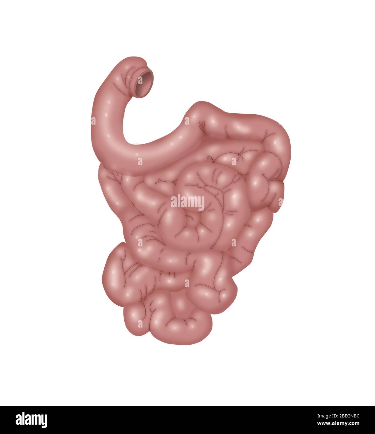 Human small intestines hi-res stock photography and images - Alamy