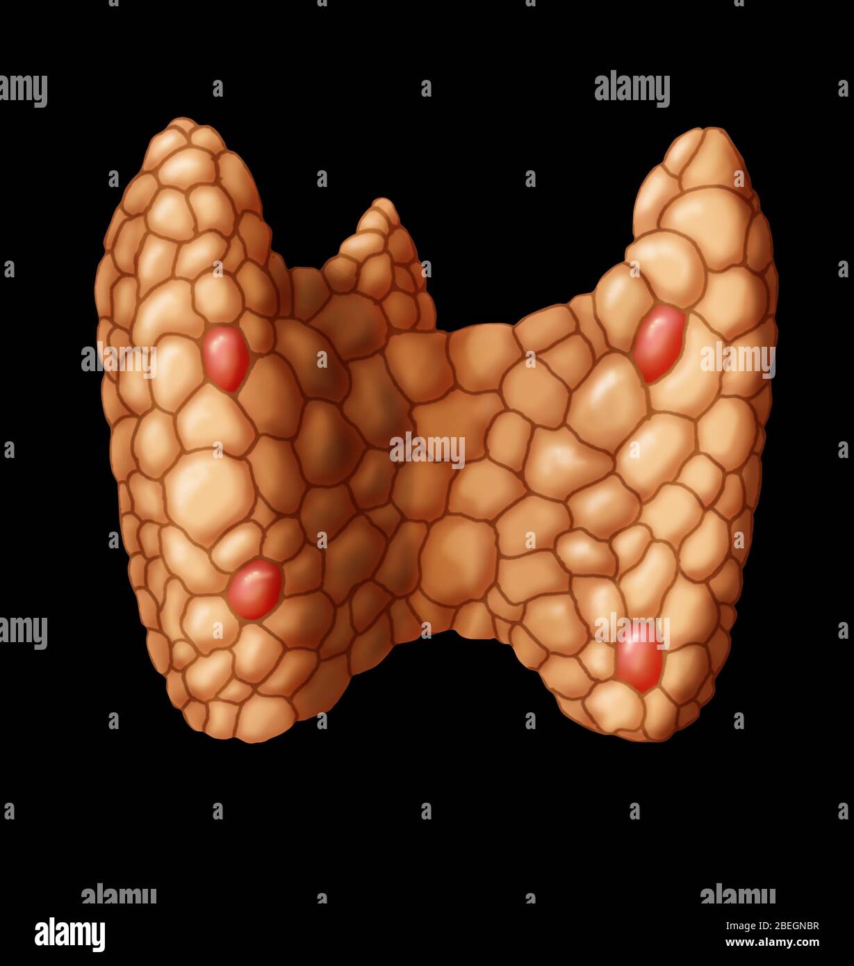Parotid gland hi-res stock photography and images - Alamy