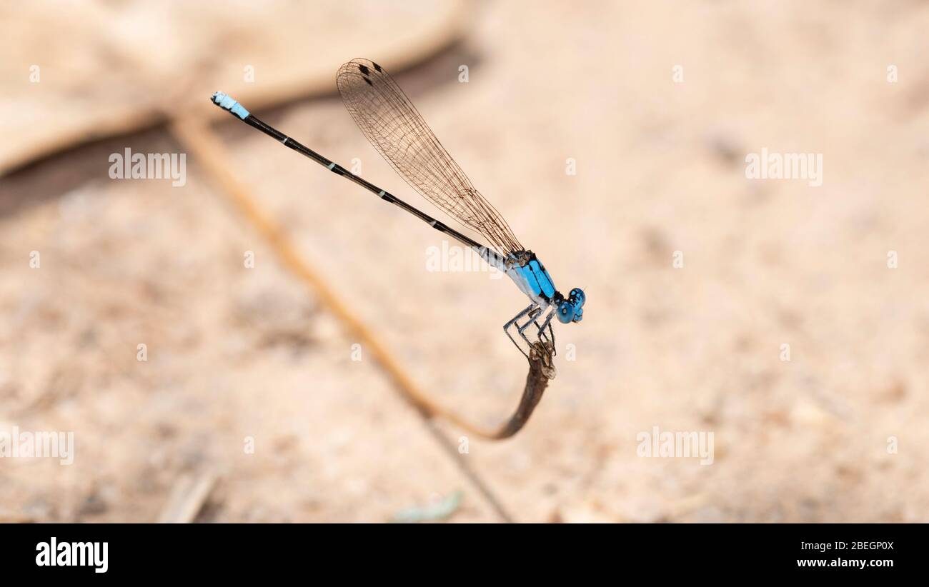 Blue-fronted Dancer Damselfly (Argia apicalis) Perched on a Stalk of ...