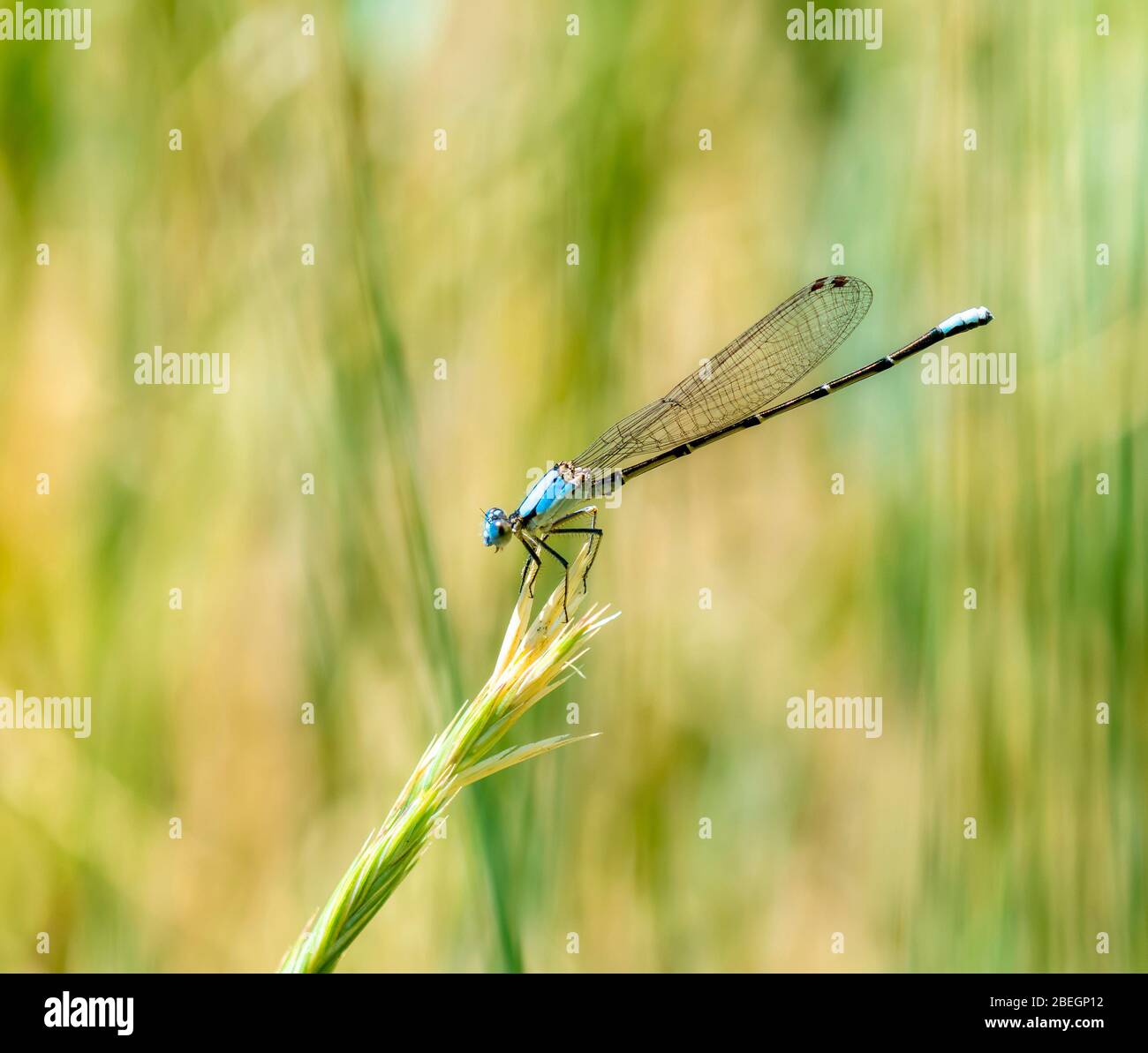 Argia species hi-res stock photography and images - Alamy