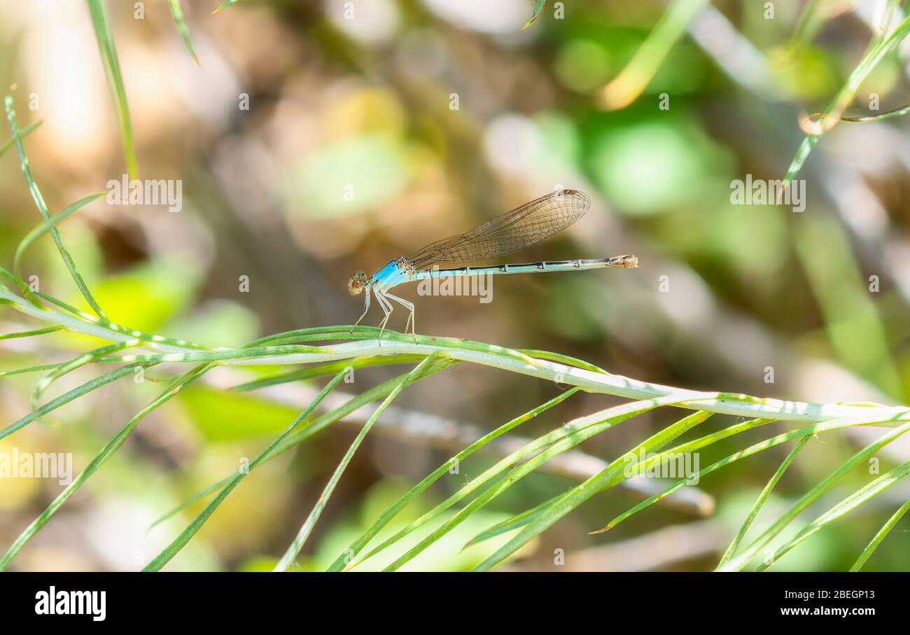 Argia apicalis hi-res stock photography and images - Alamy