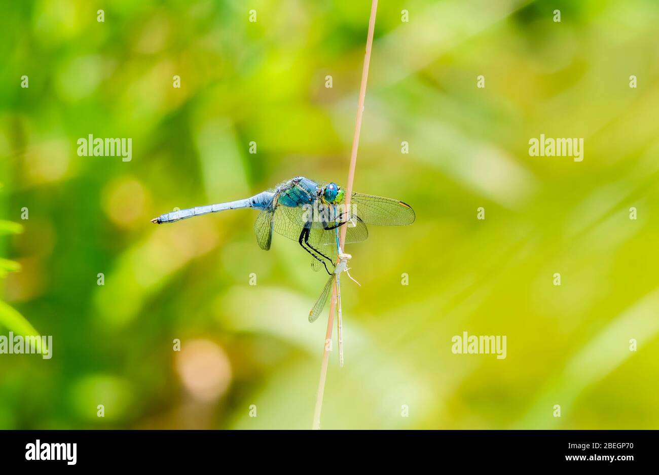 Eastern Pondhawk Dragonfly (Erythemis simplicicollis) Perched on a Twig ...