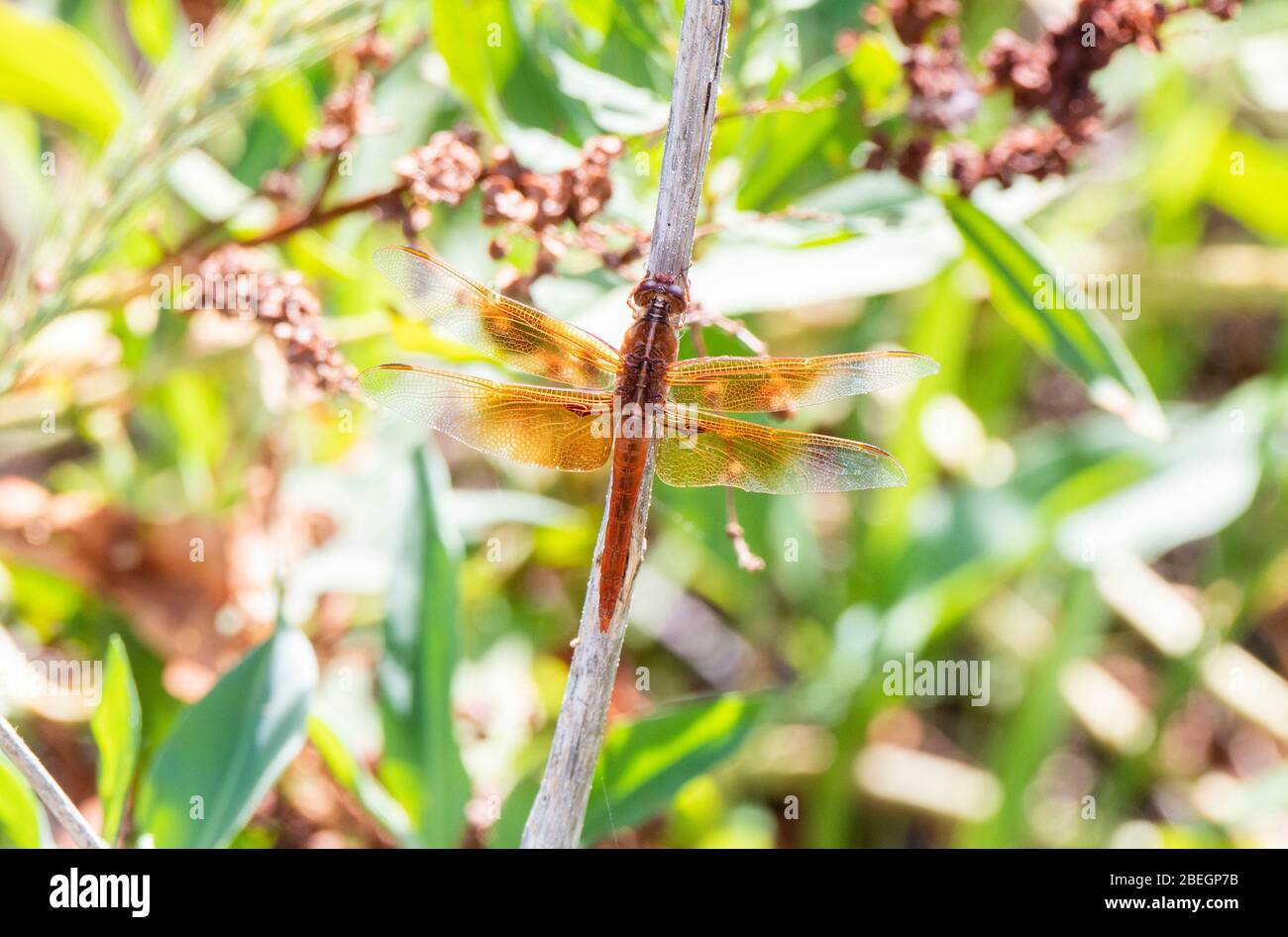 Beautiful Bright Orange Flame Skimmer Dragonfly (Libellula saturata ...