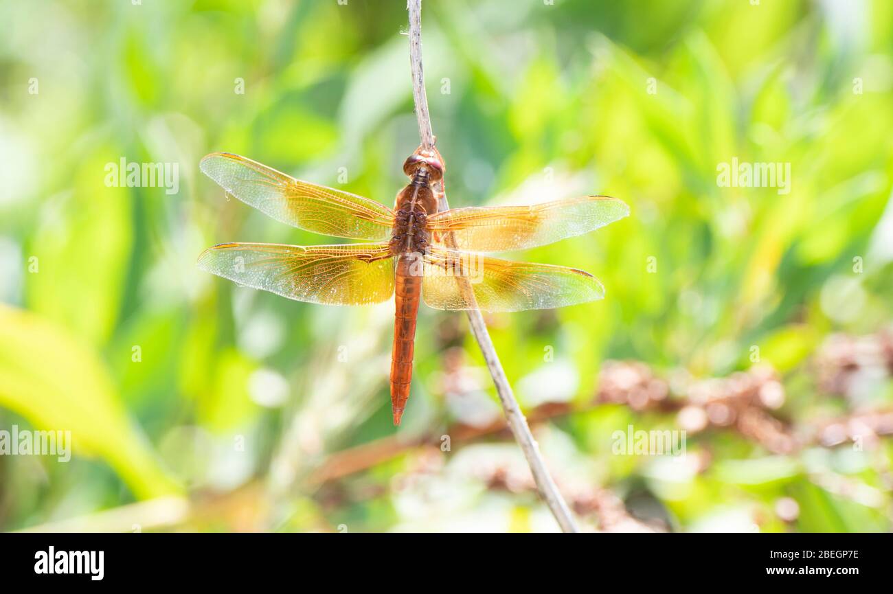 Dragonfly flame skimmer libellula saturata hi-res stock photography and ...