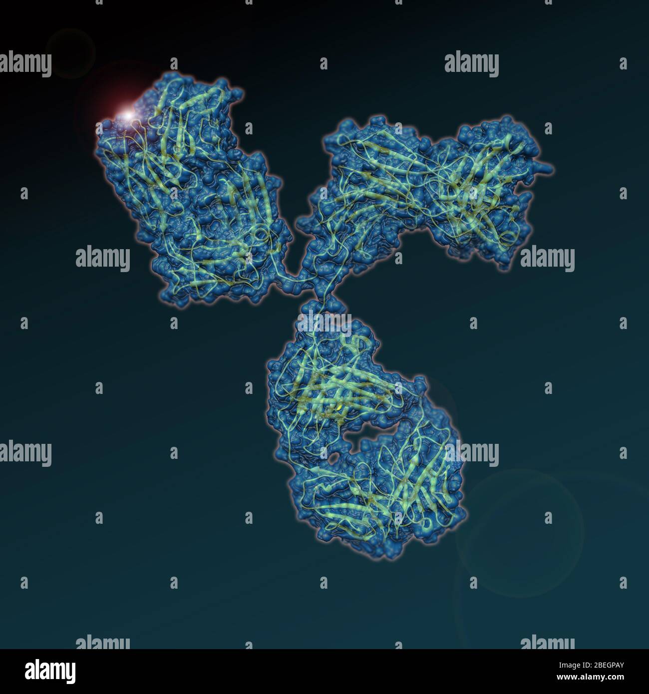 Immunoglobulin g hi-res stock photography and images - Alamy