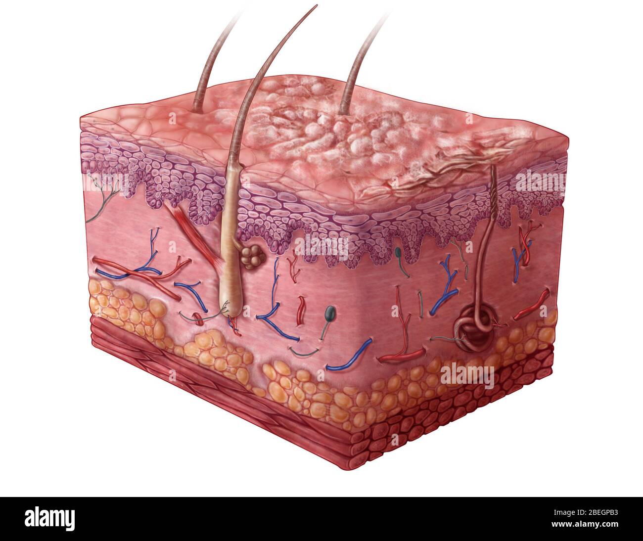 Skin section diagram hi-res stock photography and images - Alamy