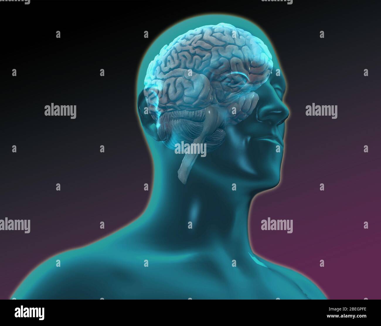 3d anatomy brain hi-res stock photography and images - Alamy