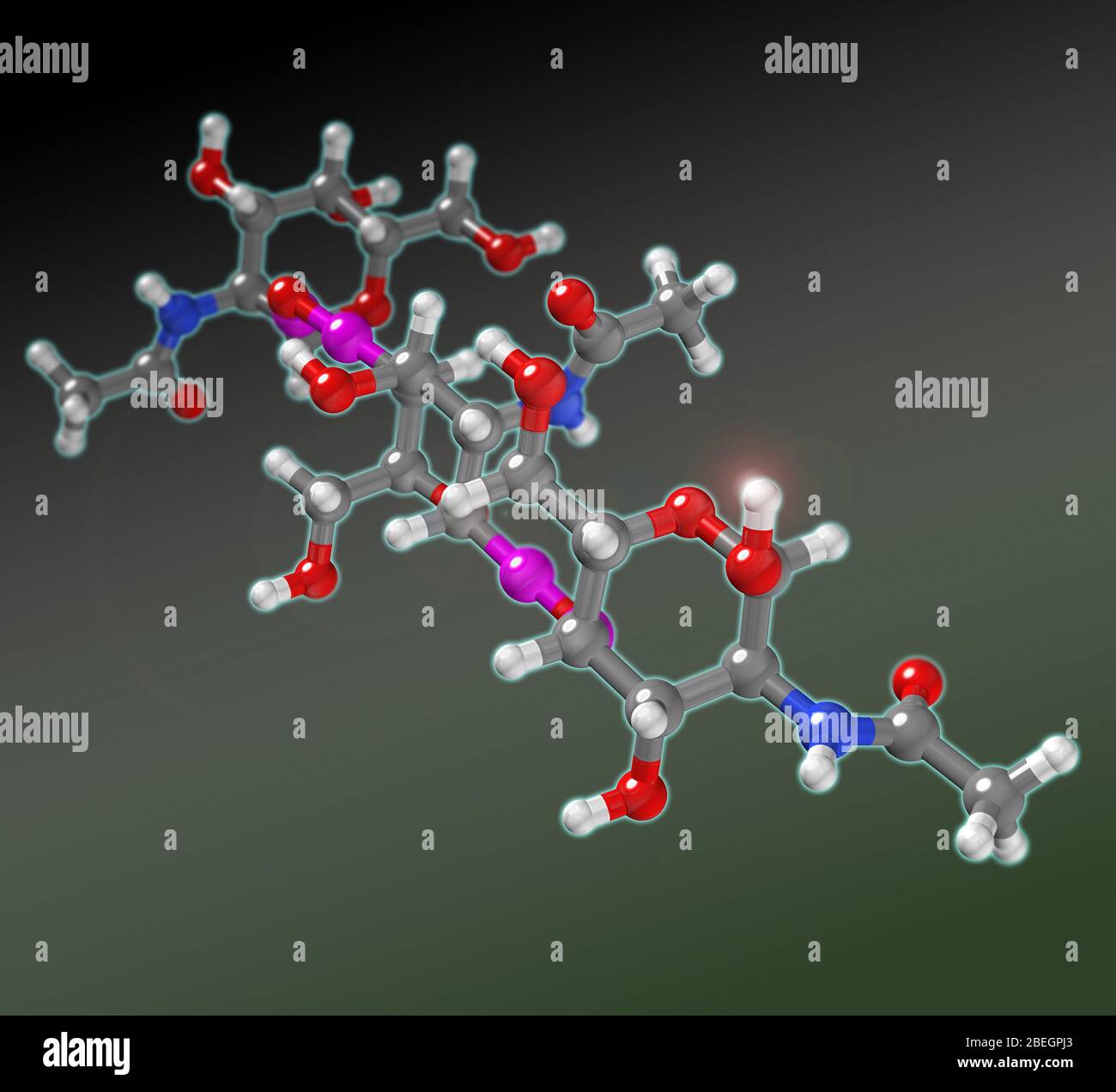 Chitin hi-res stock photography and images - Alamy