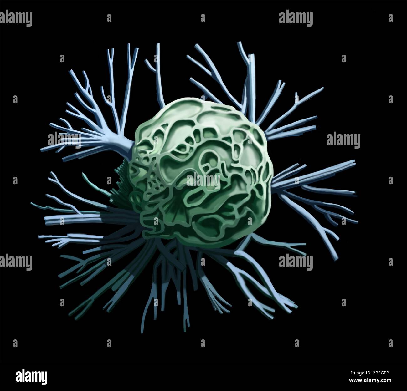 Cell anatomy hi-res stock photography and images - Alamy