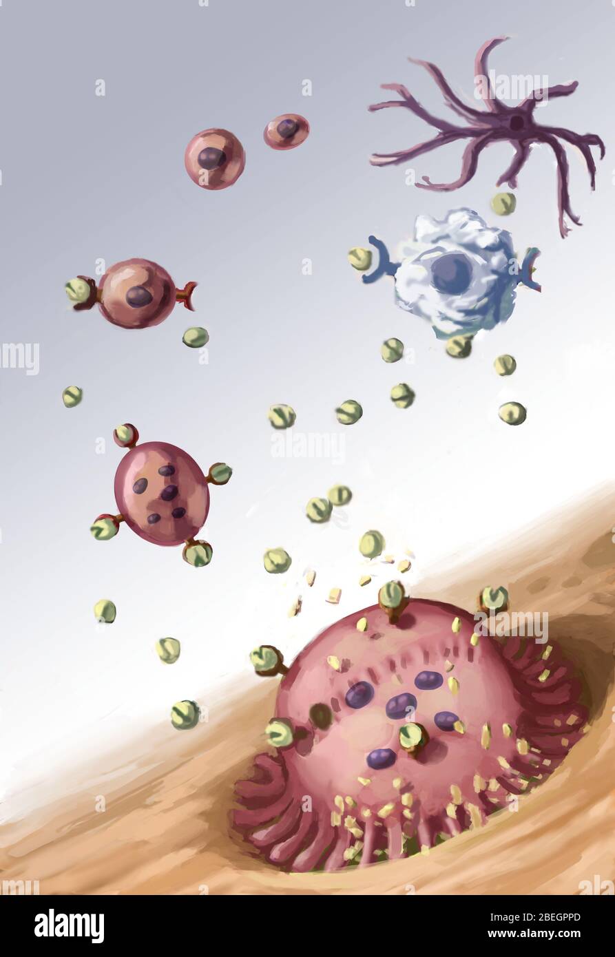 Musculoskeletal system hi-res stock photography and images - Alamy