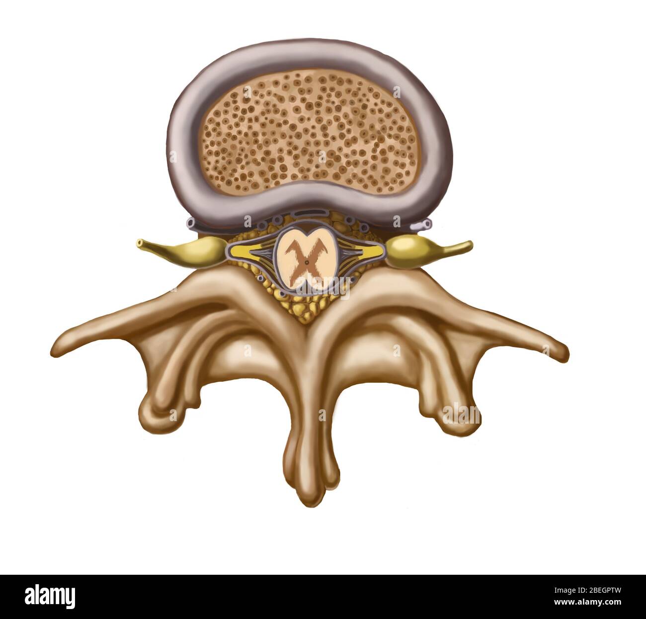 Cartilaginous joint hi-res stock photography and images - Alamy