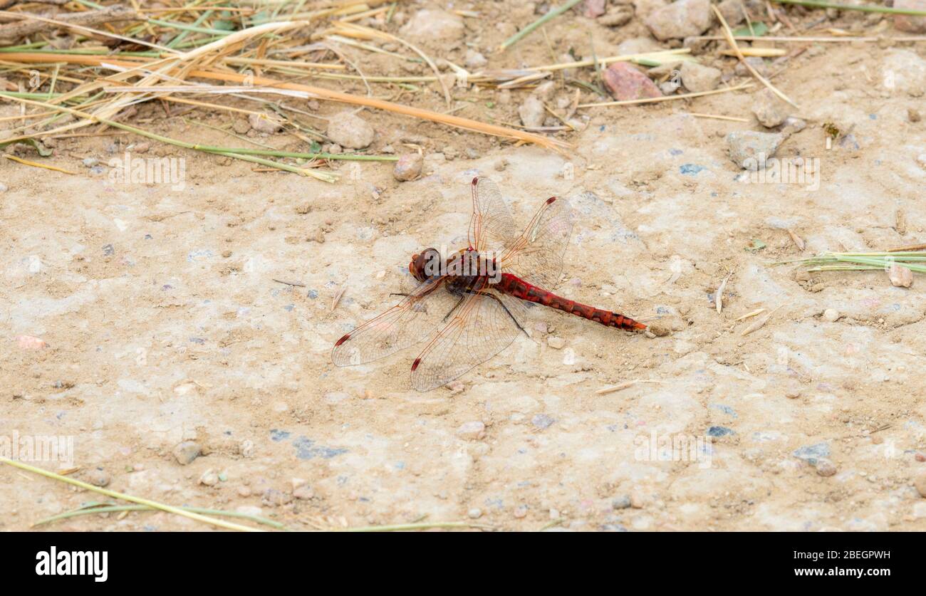 Bright Red Variegated Meadowhawk Dragonfly (Sympetrum corruptum ...