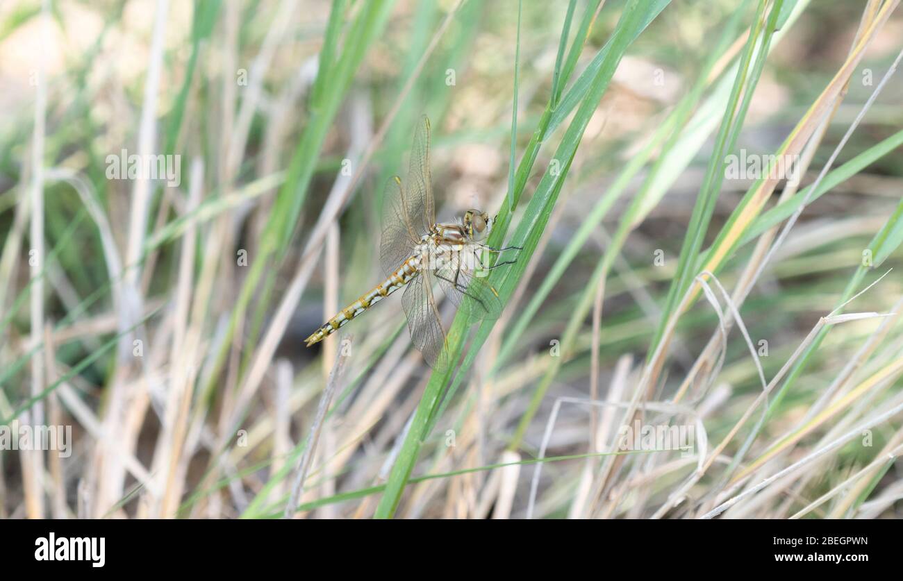 Yellow and Gold Variegated Meadowhawk Dragonfly (Sympetrum corruptum ...