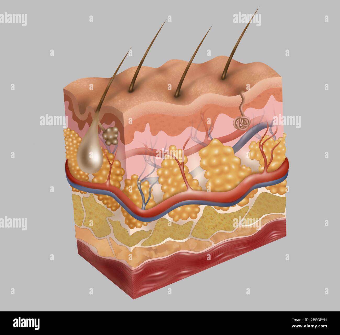 Human skin anatomy cross section hi-res stock photography and images ...