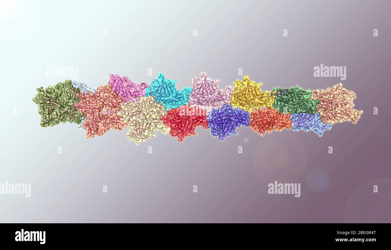Actin Filament High Resolution Stock Photography and Images - Alamy
