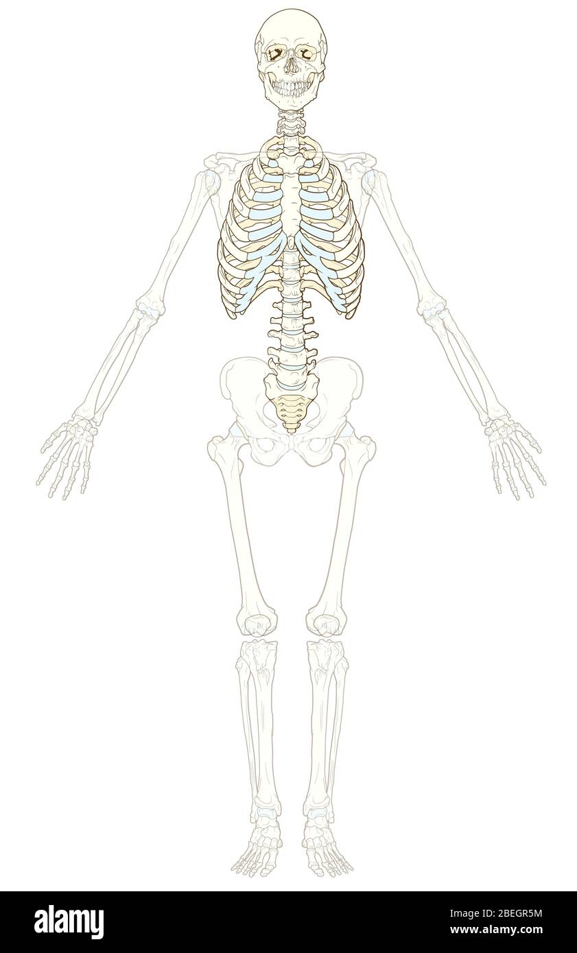 Axial Skeleton Stock Photo - Alamy