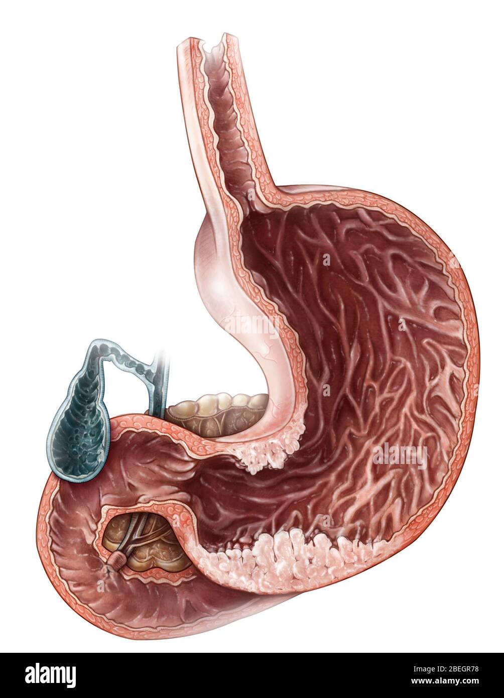 Gastric mucosa hi-res stock photography and images - Alamy