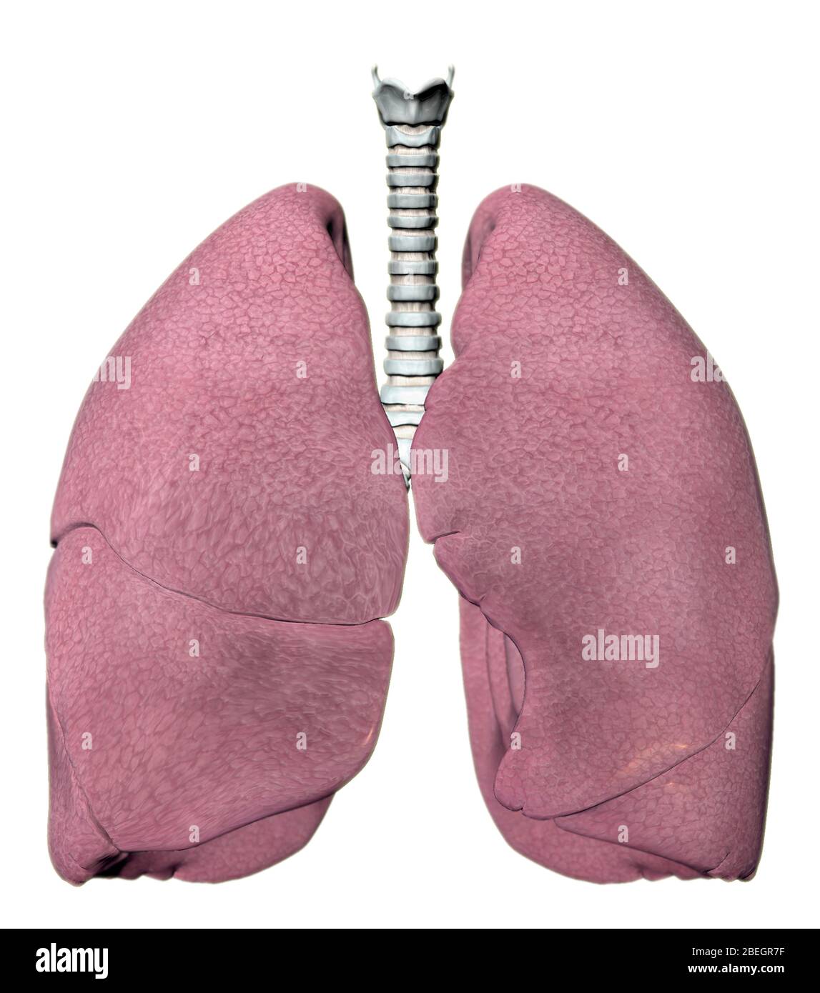 Lungs 3d hi-res stock photography and images - Alamy