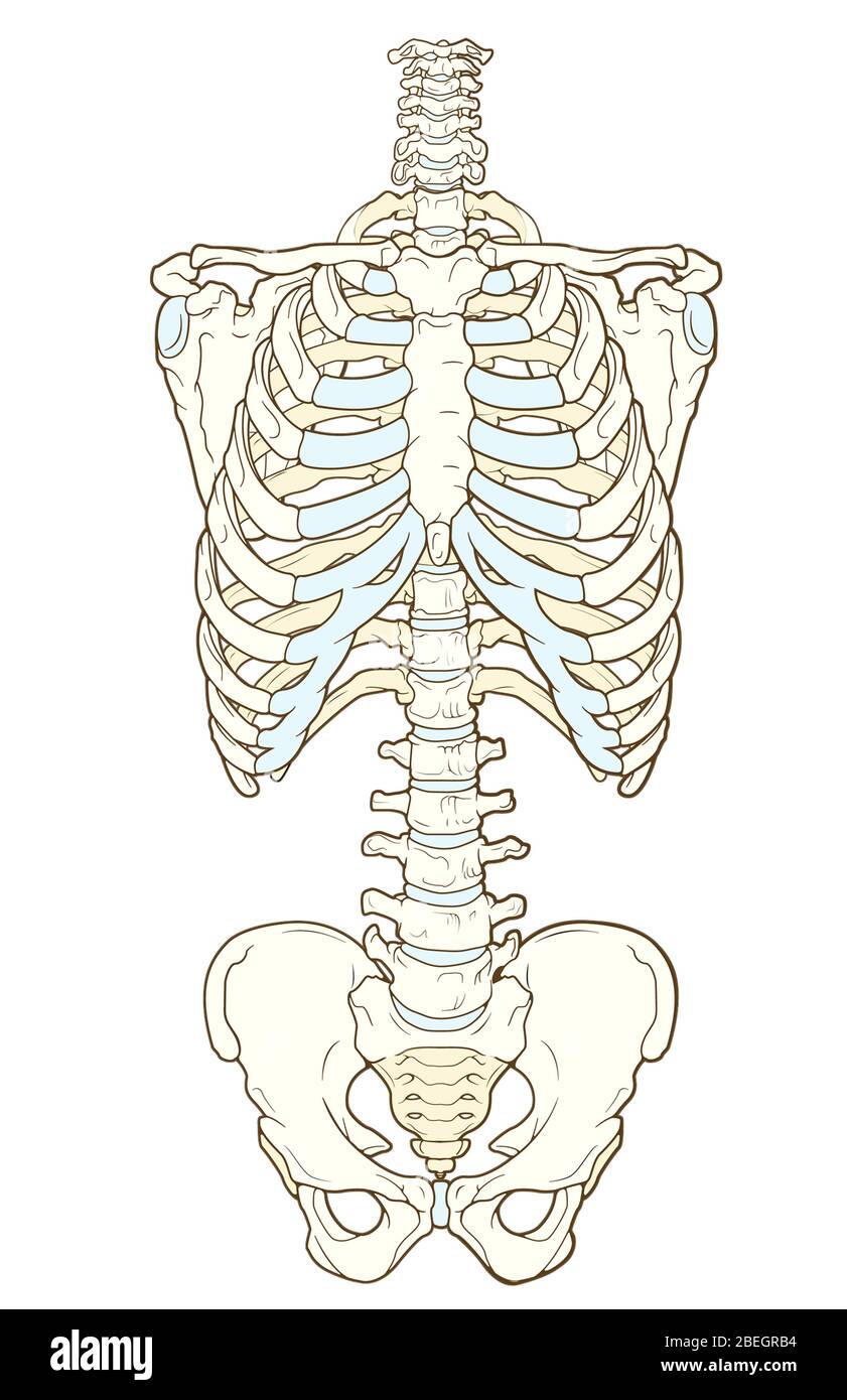 Bones of the Torso Stock Photo - Alamy