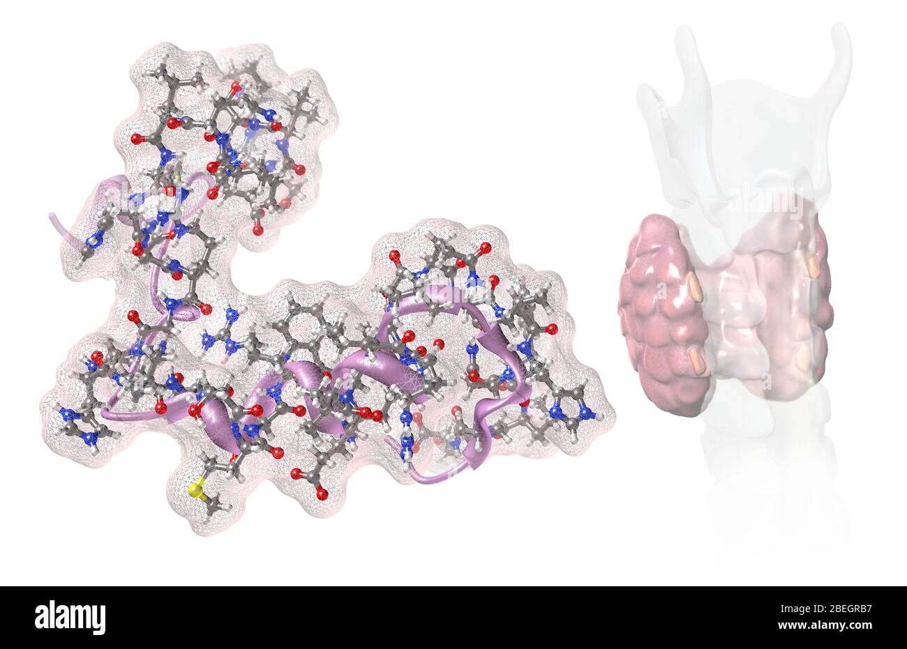 Parathyroid hormone hi-res stock photography and images - Alamy
