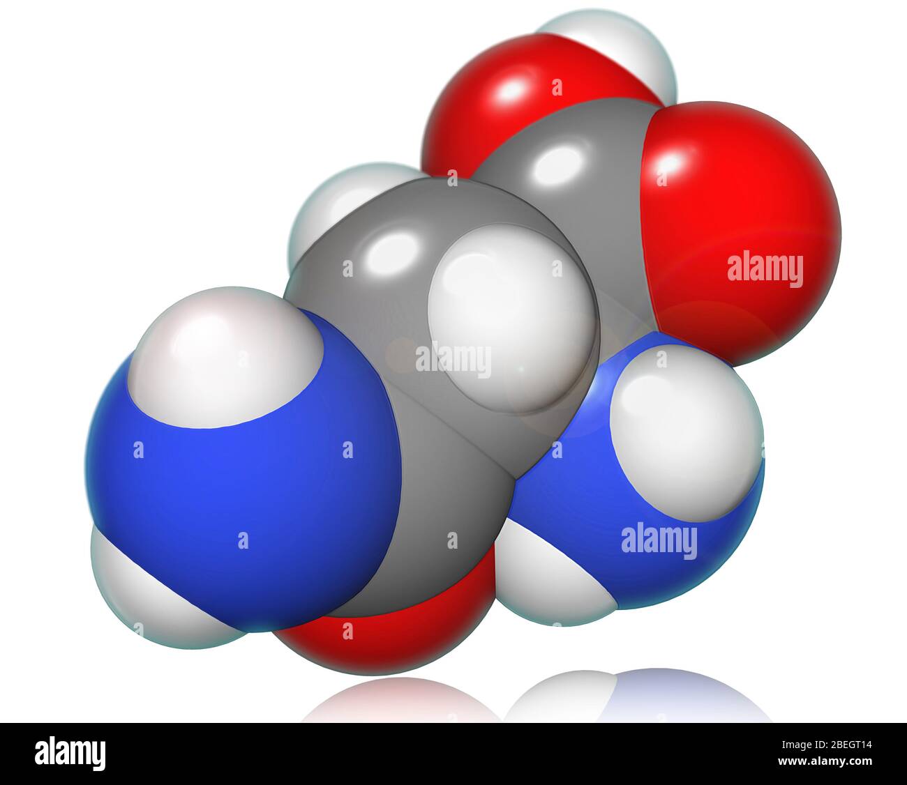 Asparagine hi-res stock photography and images - Alamy
