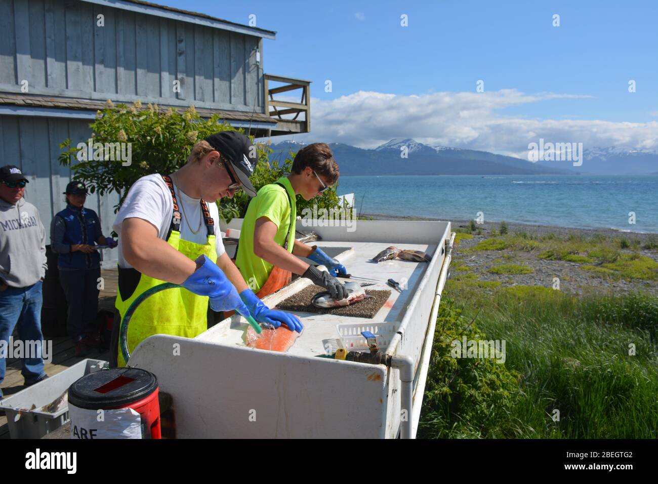 Cleaning and preparing freshly caught Halibut in Homer, Alaska, USA ...