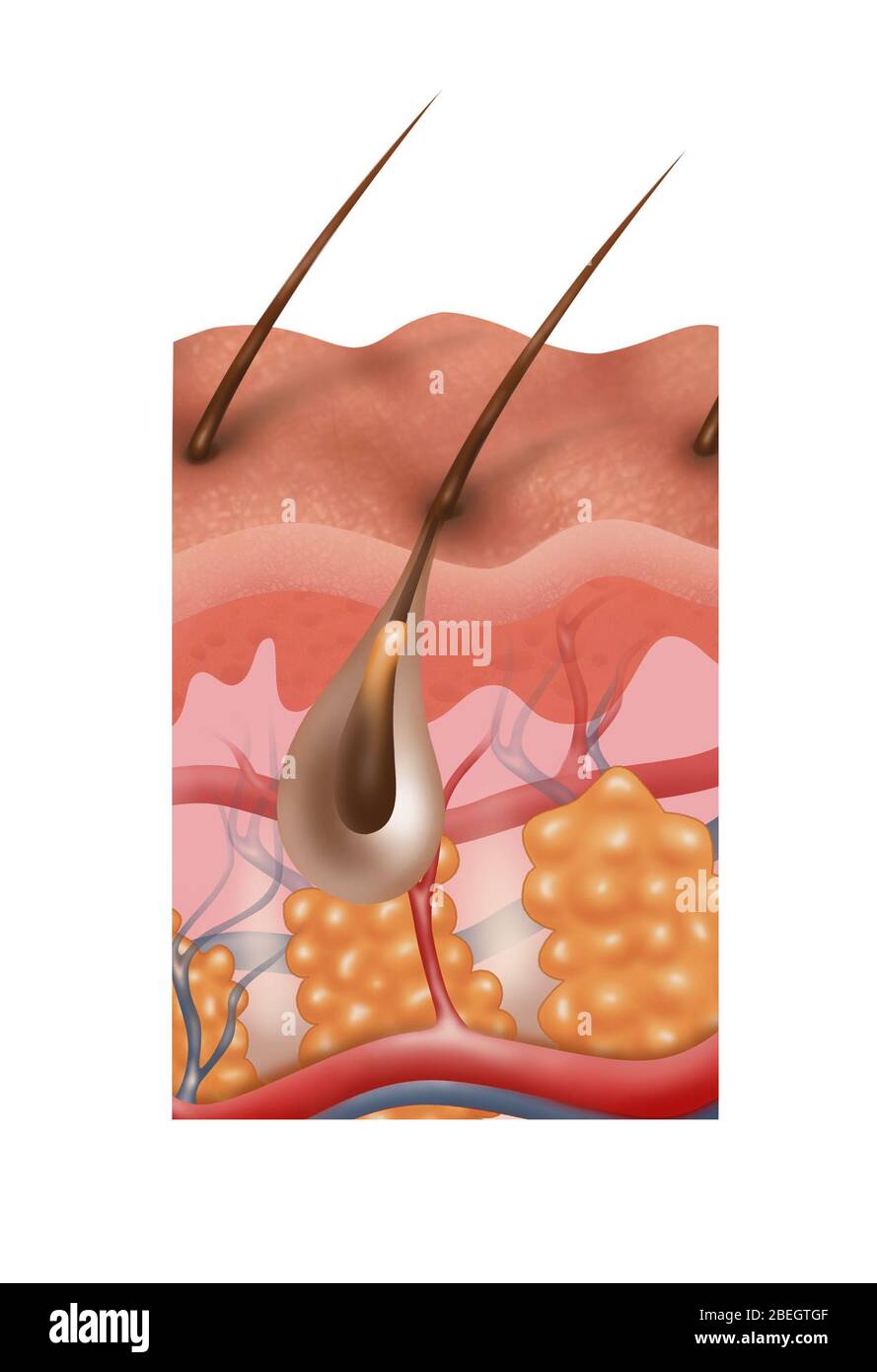 Sebaceous gland hi-res stock photography and images - Alamy