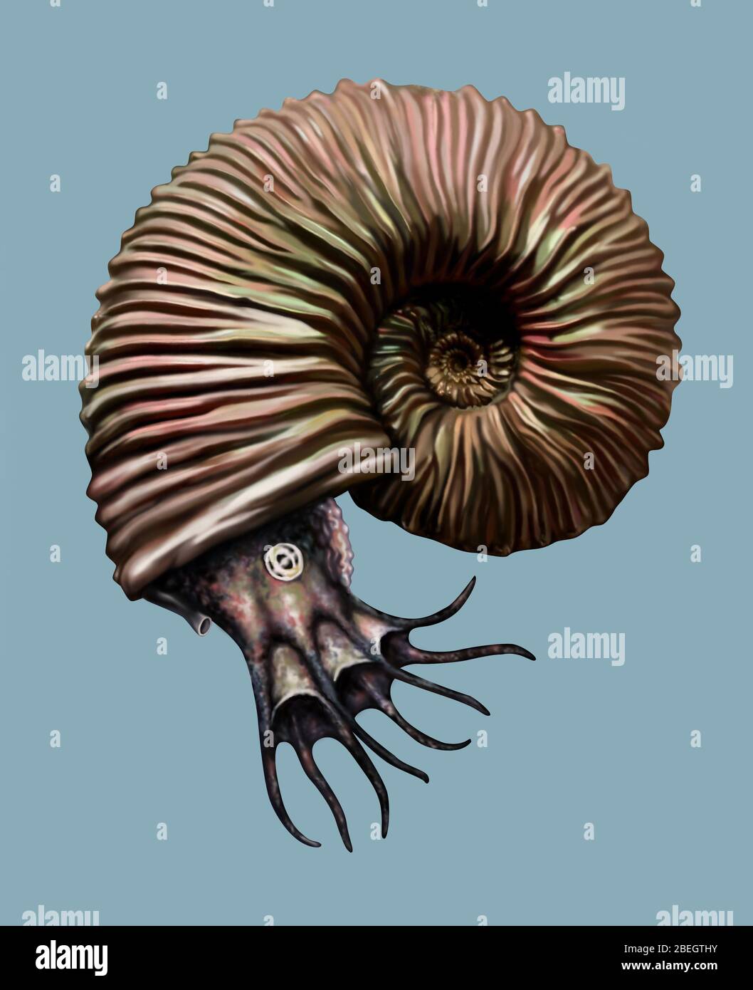 Zoological art hi-res stock photography and images - Alamy