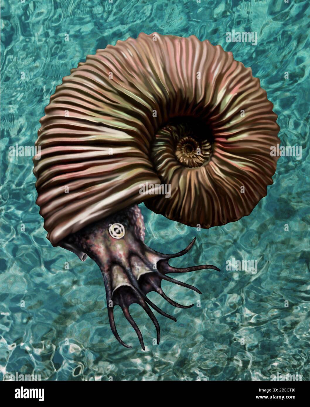 Zoological Cutout High Resolution Stock Photography and Images - Alamy