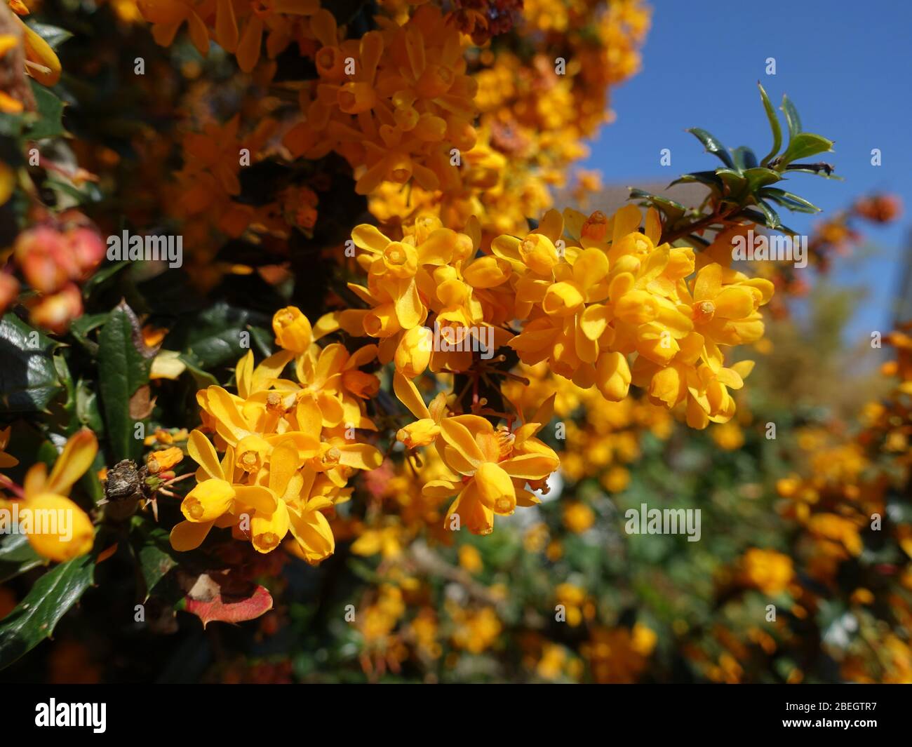 Berberitze hi-res stock photography and images - Alamy