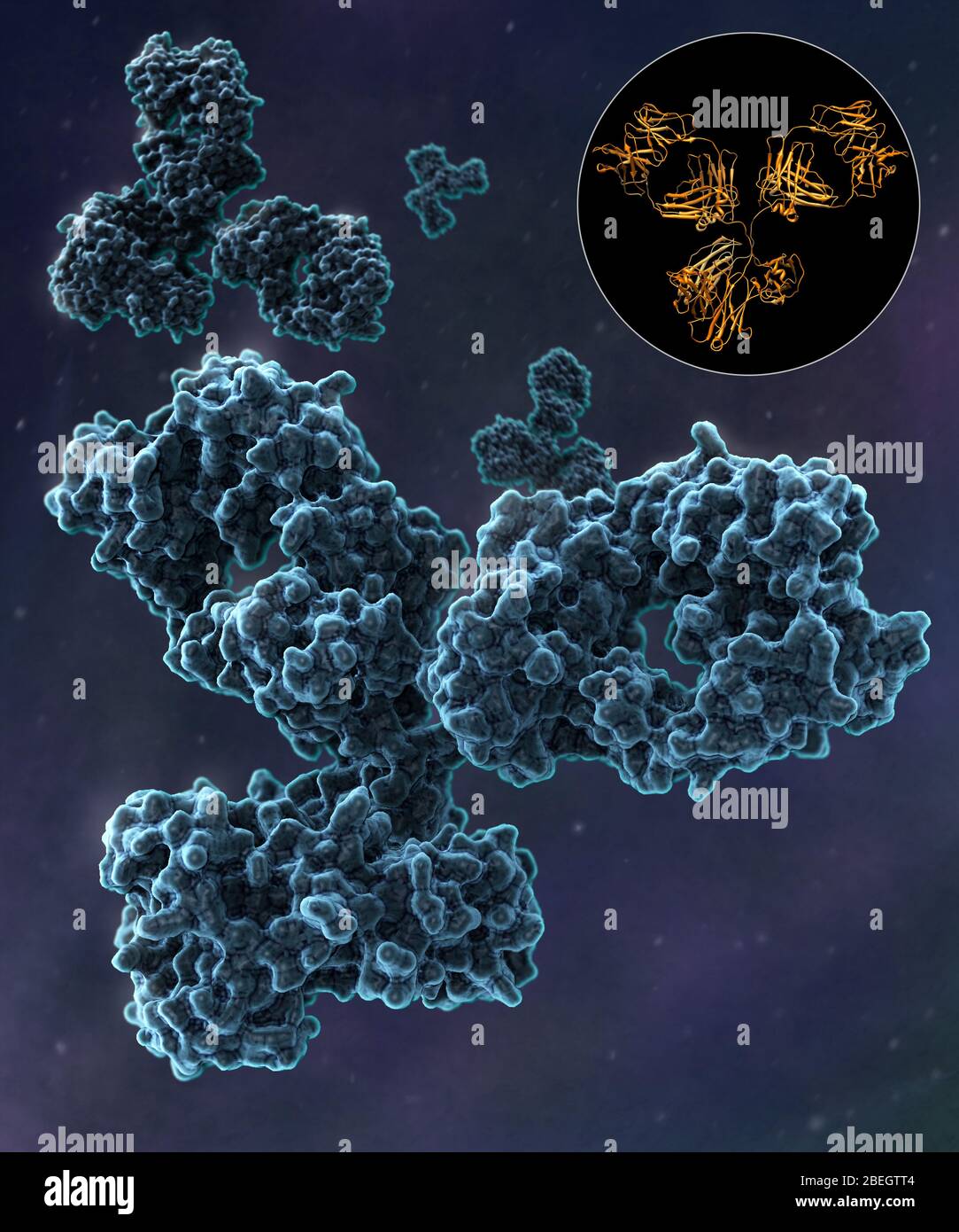 Immunoglobulin High Resolution Stock Photography and Images - Alamy