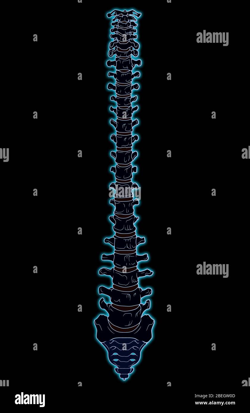 Lumbar vertebral column hi-res stock photography and images - Alamy