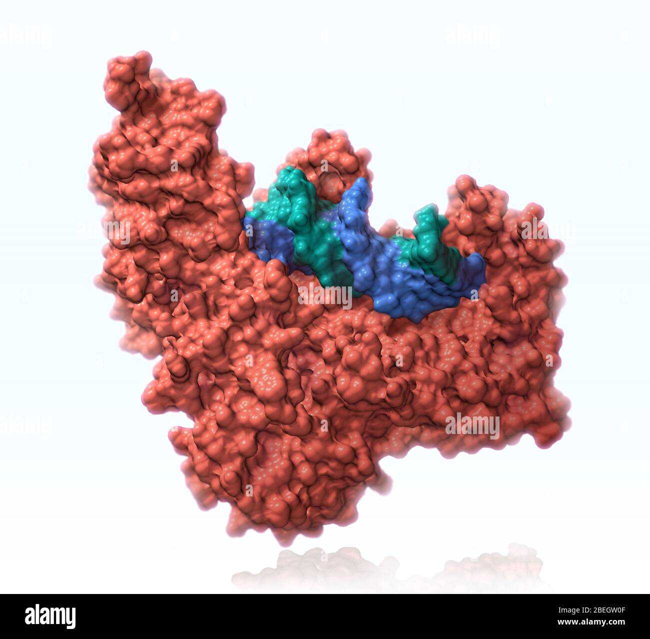 Reverse transcription hi-res stock photography and images - Alamy