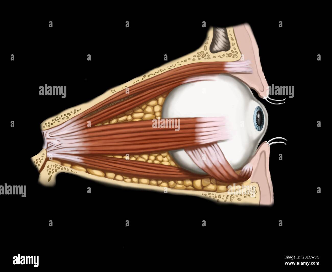 Eye Muscles Unlabeled