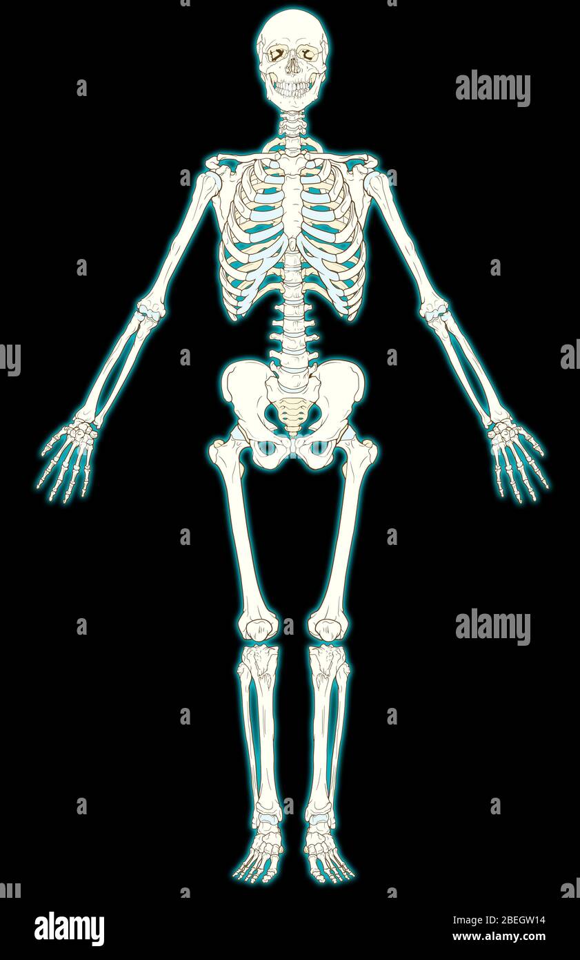 Skeletal system diagram hi-res stock photography and images - Alamy