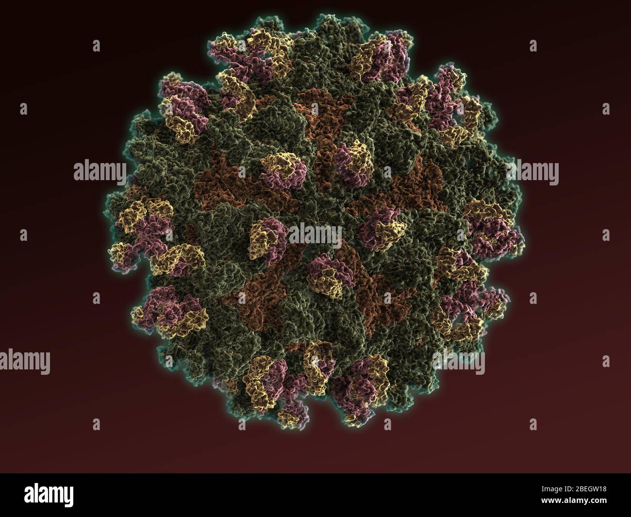 Flavivirus hi-res stock photography and images - Alamy