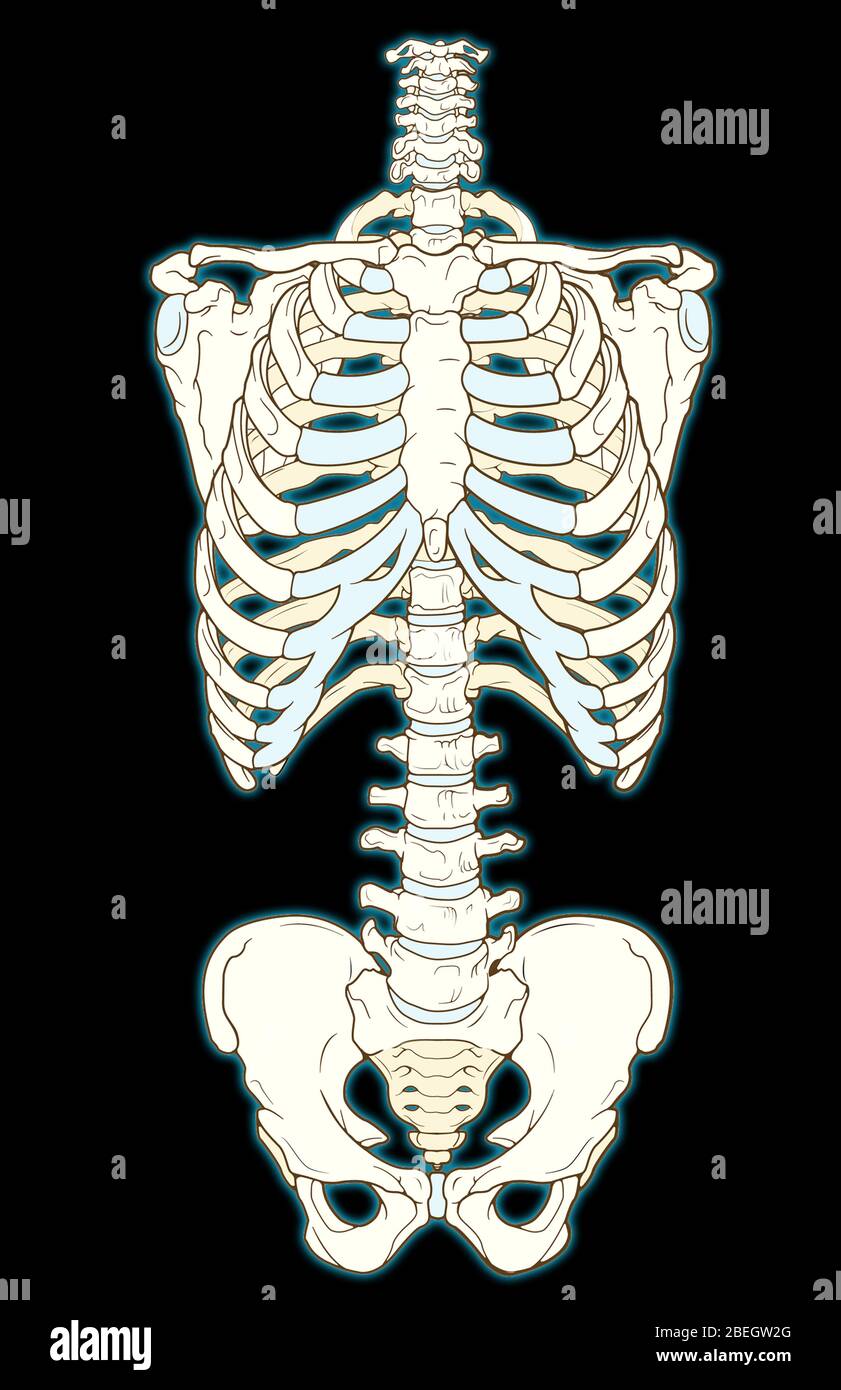 Bones of the Torso Stock Photo - Alamy
