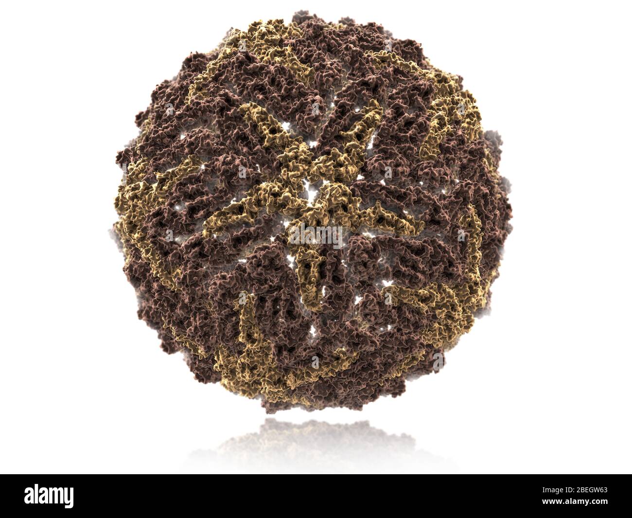 Fever virus Cut Out Stock Images & Pictures - Alamy