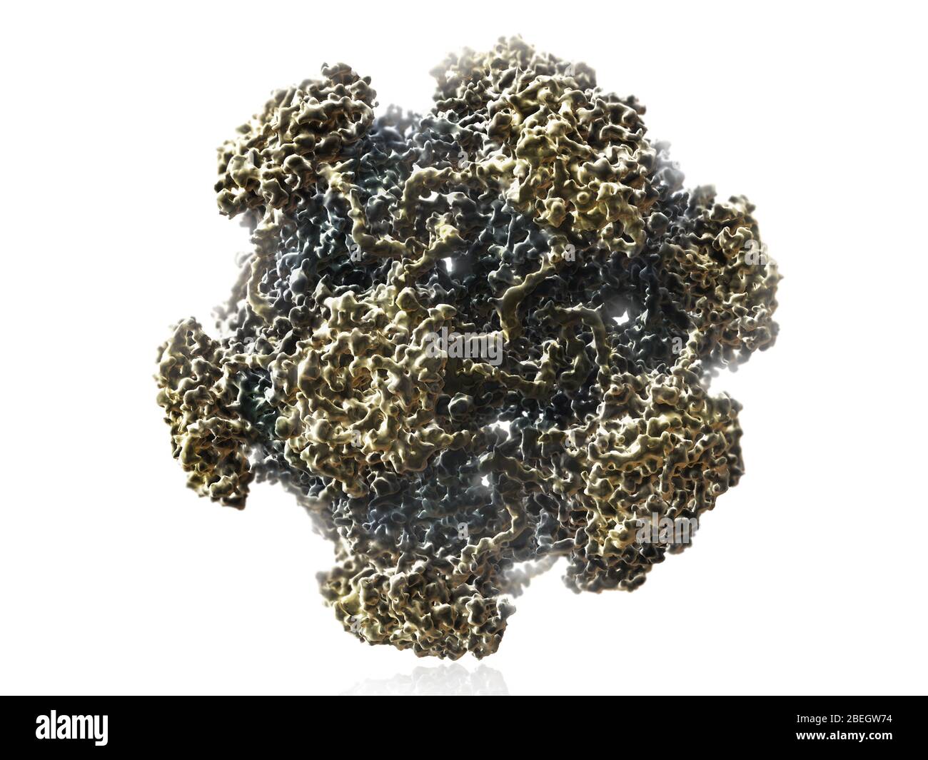 Human papillomavirus hi-res stock photography and images - Alamy