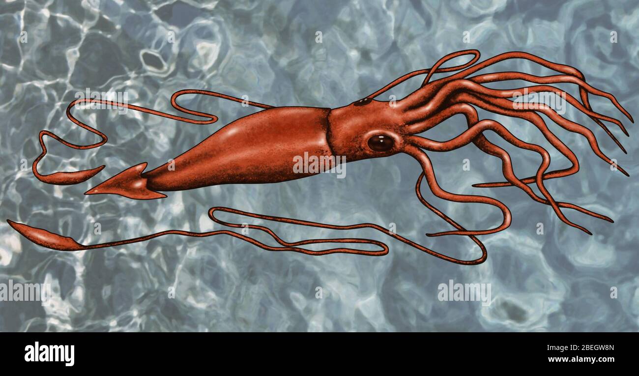 Architeuthis hi-res stock photography and images - Alamy
