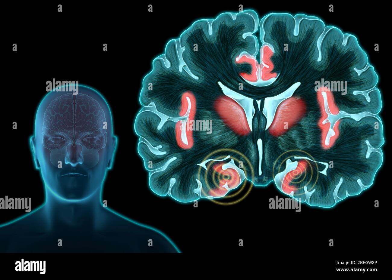 Human brain regions and anatomy hi-res stock photography and images - Alamy